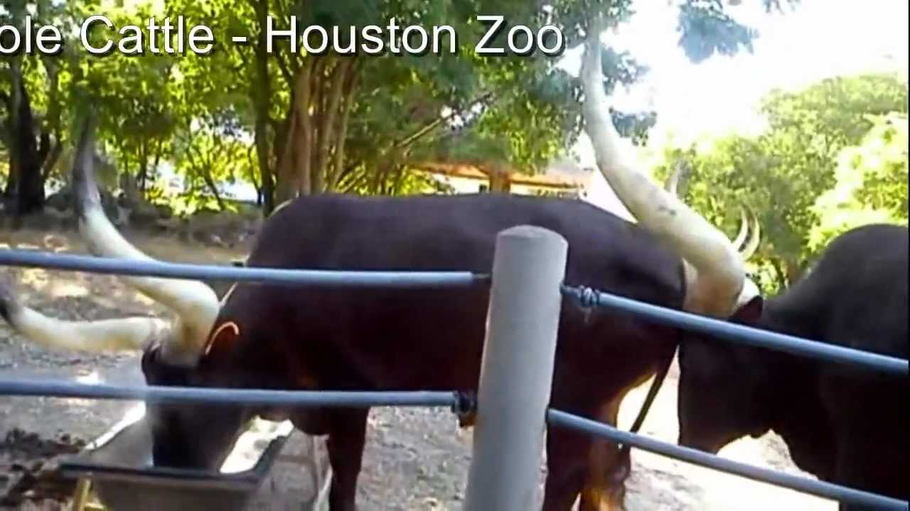 Ankole Cattle Houston Zoo - YouTube