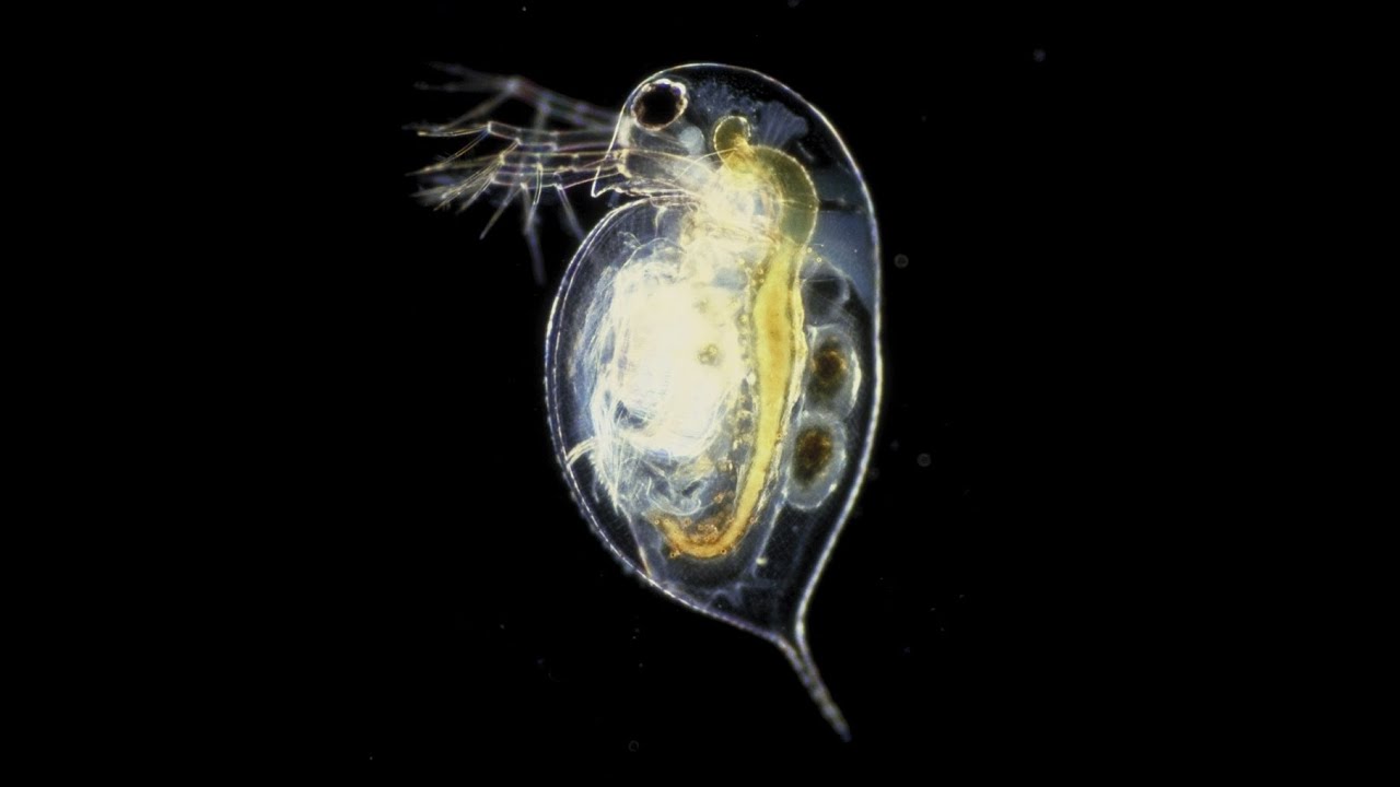 water flea in the fish tank - vízibolha az akváriumban - YouTube