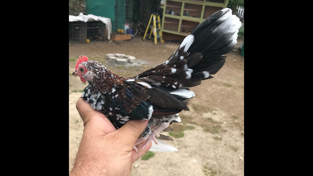 Día de limpieza y les enseño todos los animales! Gallitos miniatura ...