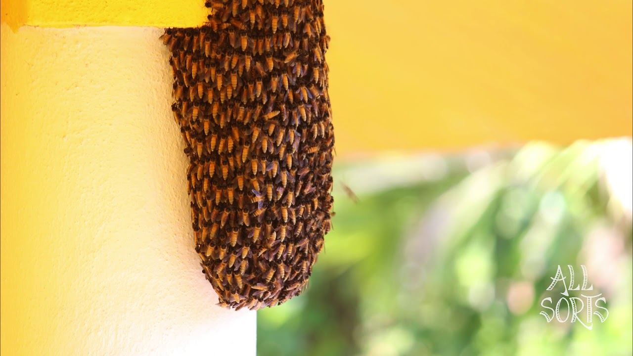 Honey Bees Timelapse || All Sorts - YouTube