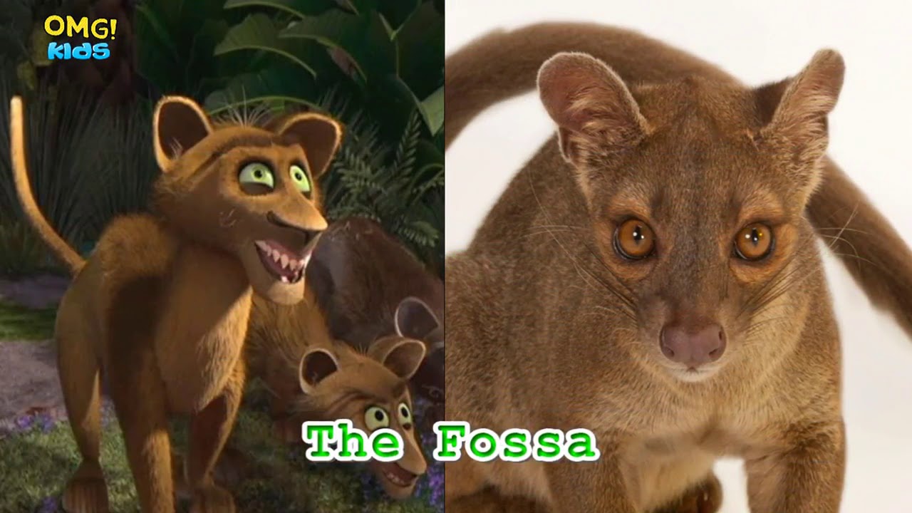 Madagascar in Real Life All Characters 2018 OMG Kids - YouTube