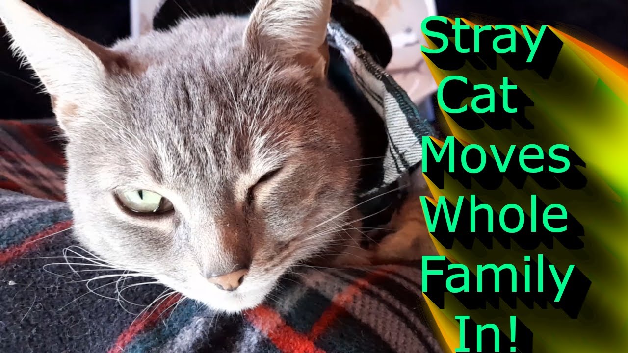 Stray Cat Moves Whole Family In! - YouTube