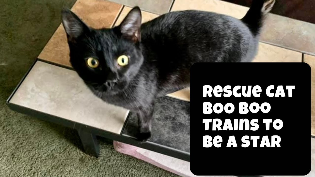 Sit and Stay For Duration:Cat Film Training Boo Boo - YouTube