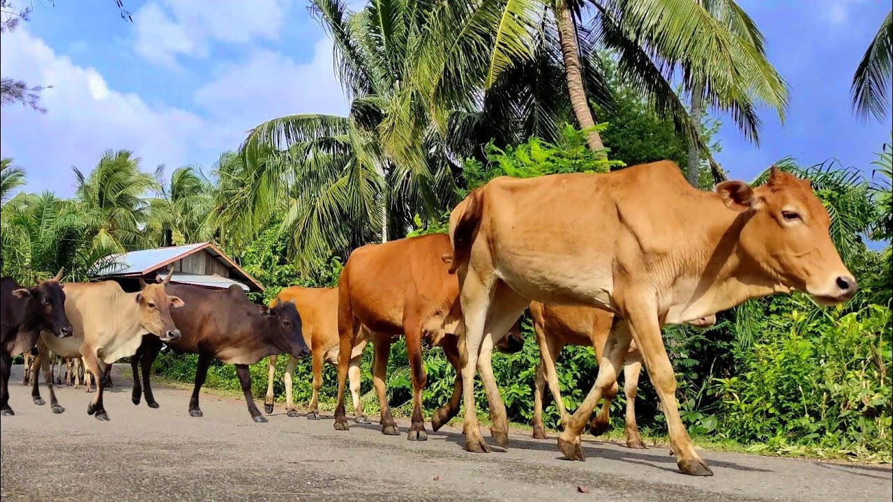 Funny Cow Dance, Cute Cow Jumping Fence - YouTube