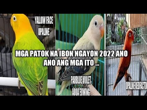 ANO ANO ANG MGA PATOK NA MUTATION NANAUUSO NGAYONG 2022#birdlover # ...