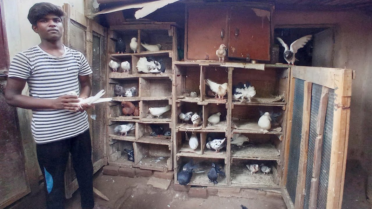 Pigeon in Khandwa || Bunty Bhai ke udaan ke kabootar || high flying ...