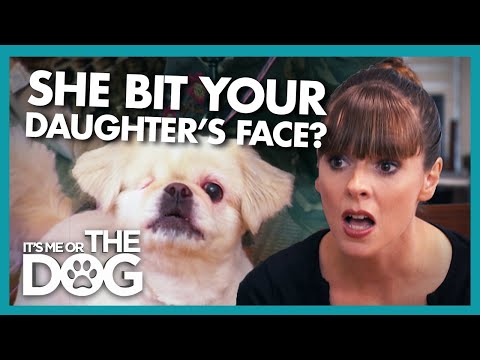 Family Split if Dog Should be Put Down After Attack on Girl | It's Me or the Dog