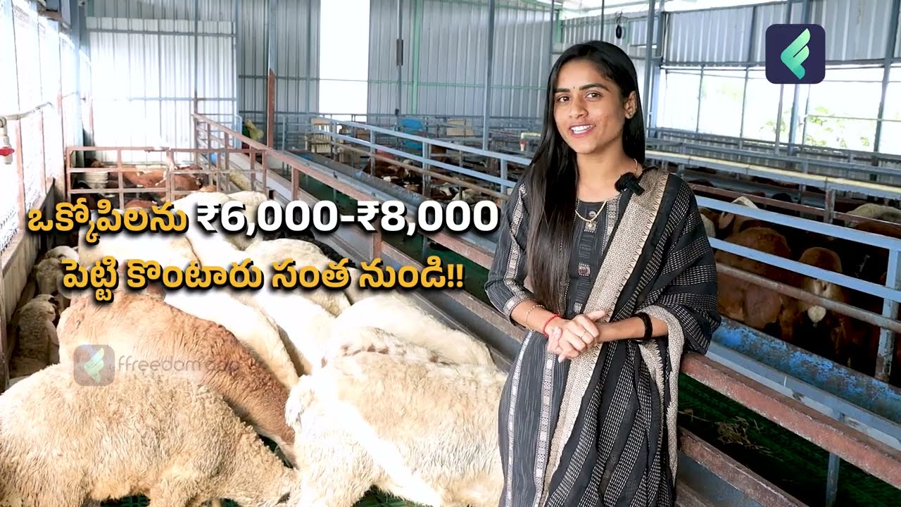 Amingad Sheep Farming in Telugu | How to Start Amingad Sheep Farming ...