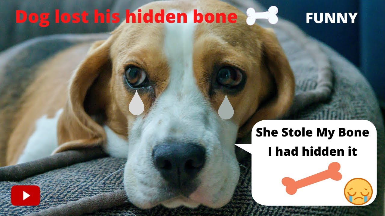 Dog lost his hidden bone | This dog's buried bone is missing | The dog ...