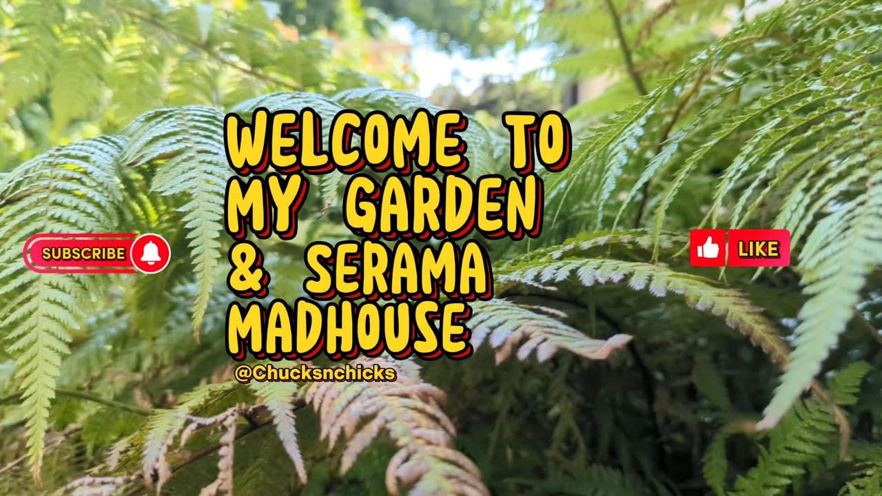 Inside My Chicken Coop Tour | Serama Breeding Setup | Hen House ...