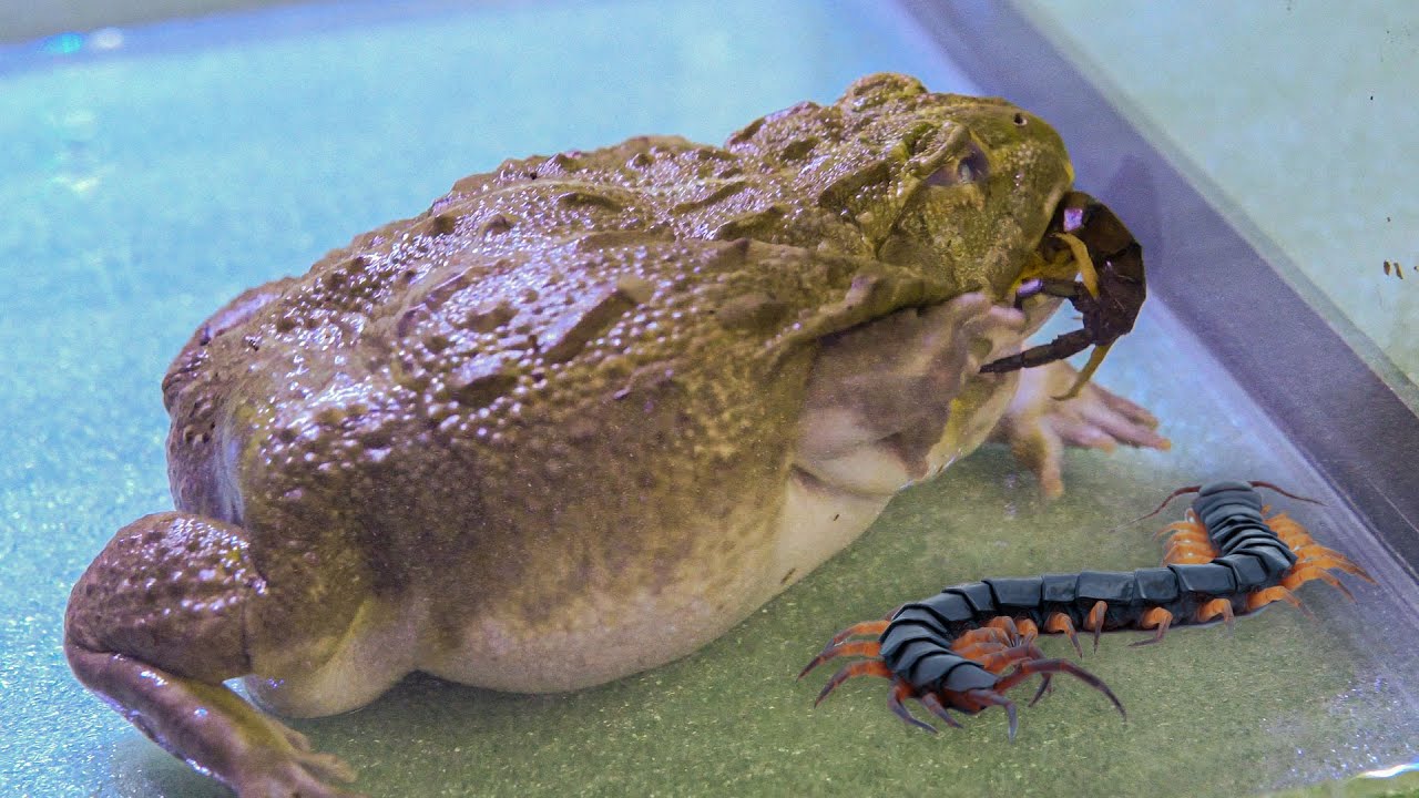 Live Feeding! African Bullfrog 🐸 Favorite Big Centipede! - YouTube