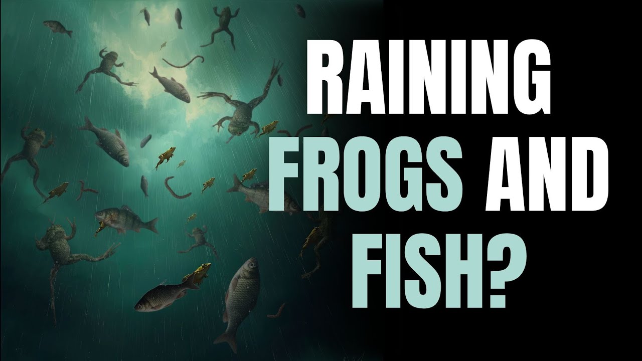 Raining Animals | The True Story of Frogs and Fish Falling from the Sky ...
