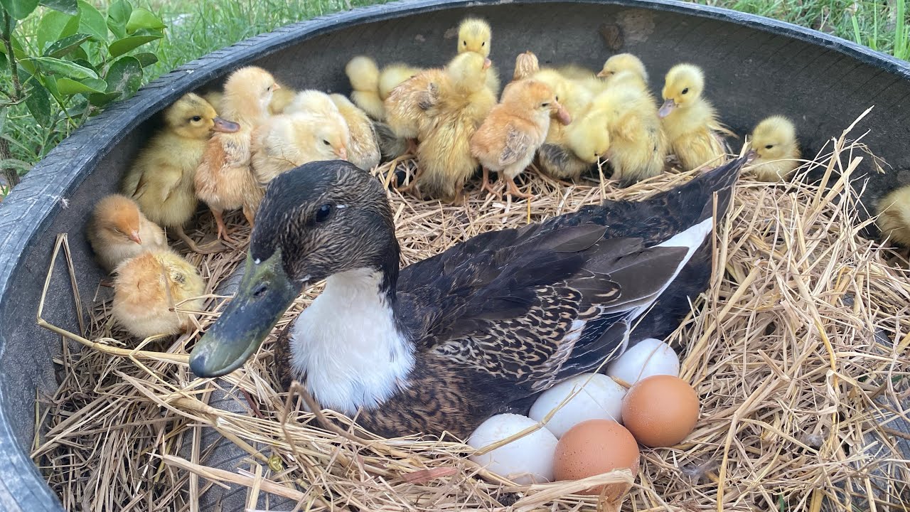 Amazing Pekin 40Duckling Hatching From Eggs _ Cute Cute Baby Duck Born ...
