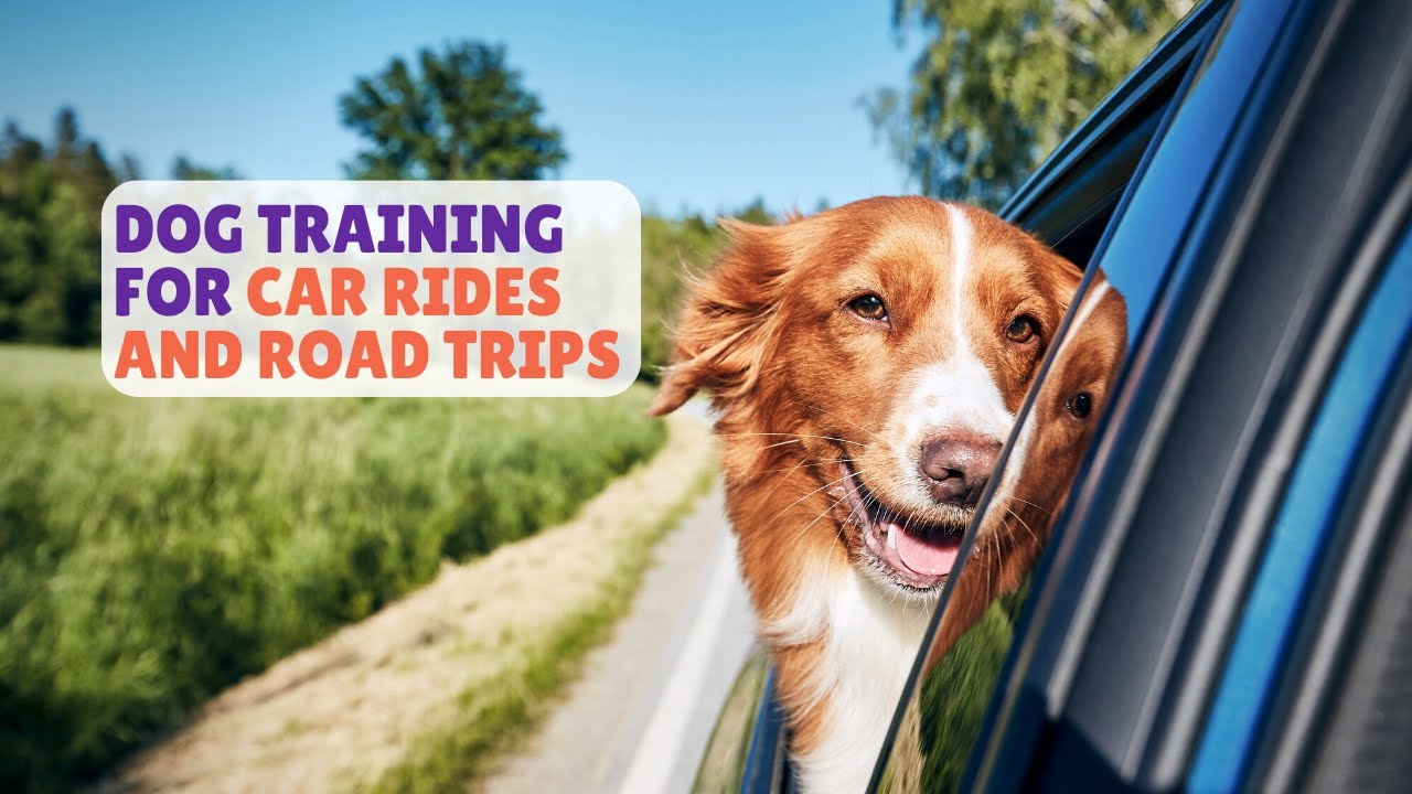 Dog Training for Car Rides and Road Trips - YouTube