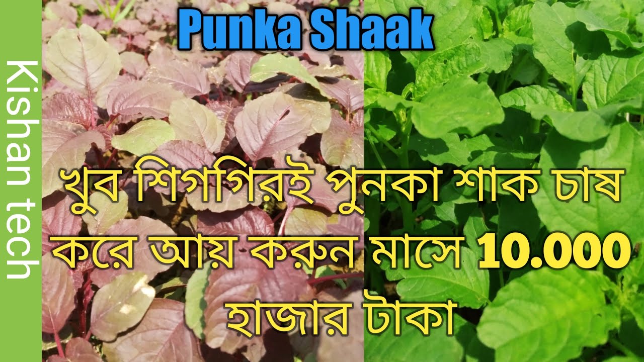 পুনকা শাক চাষ/Punka vegetable cultivation - YouTube