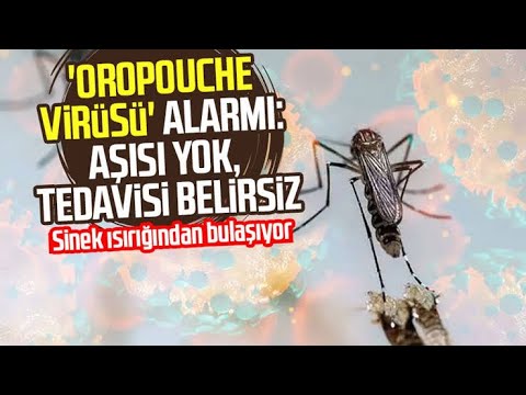 Oropouche virüsü nedir, belirtileri nasıl? Oropouche nasıl bulaşır?