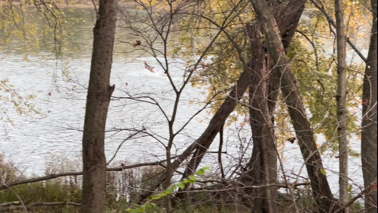 Buck Crossing a Big River - YouTube