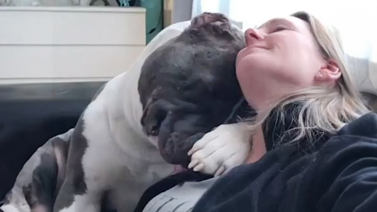 Blushing ! Reason why you must got a Dog - Funny Dogs and funny Human ...