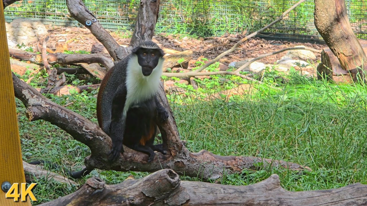 Red Bellied Monkey & Baby Gorilla! | 4K Wildlife - YouTube