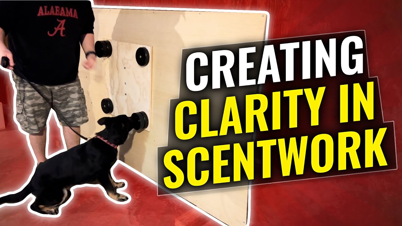 Beginning stages of Scent Work | Creating Clarity - YouTube