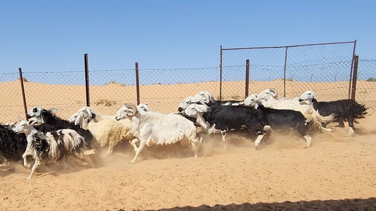 Arabi Dumba Setup And Farming In UAE. - YouTube