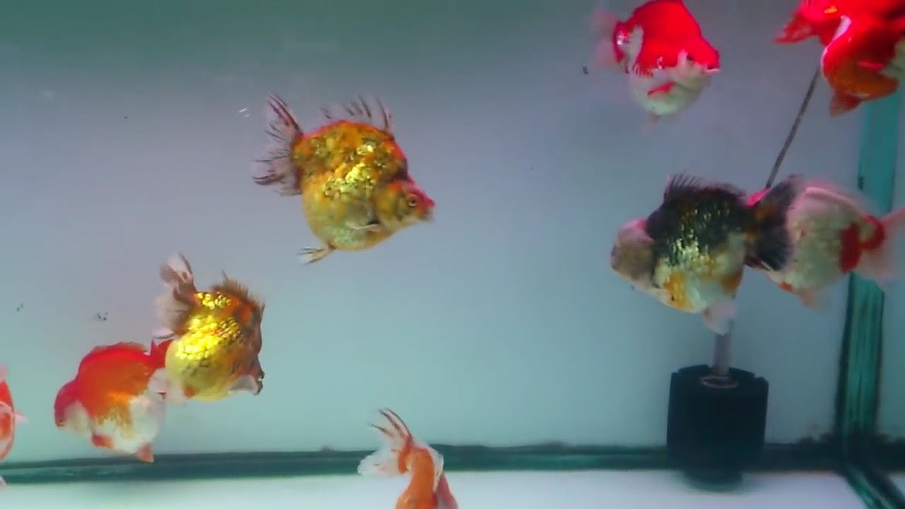 短尾琉金&短尾獅頭(Ryukin with short tail & oranda with short tail) - YouTube