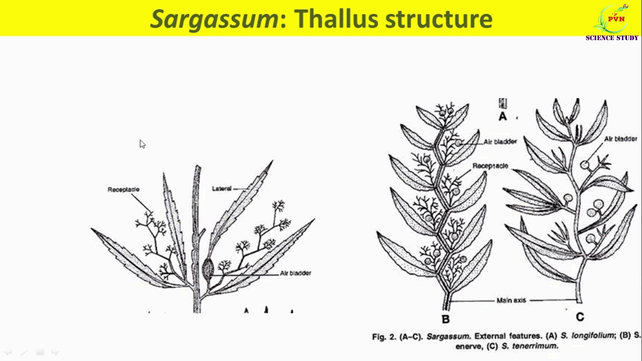 Sargassum Thallus Structure/External morphology of Sargassum/Internal ...