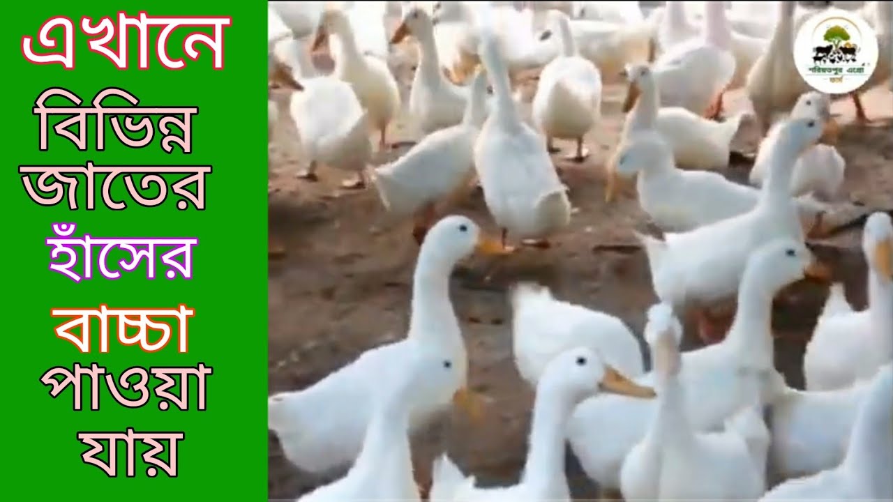 খুলনা বেইজিং হাঁসের খামার। Khulna Beijing Haser Khamar - YouTube