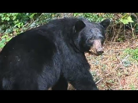 Bear Ruby — Disenchanted - YouTube