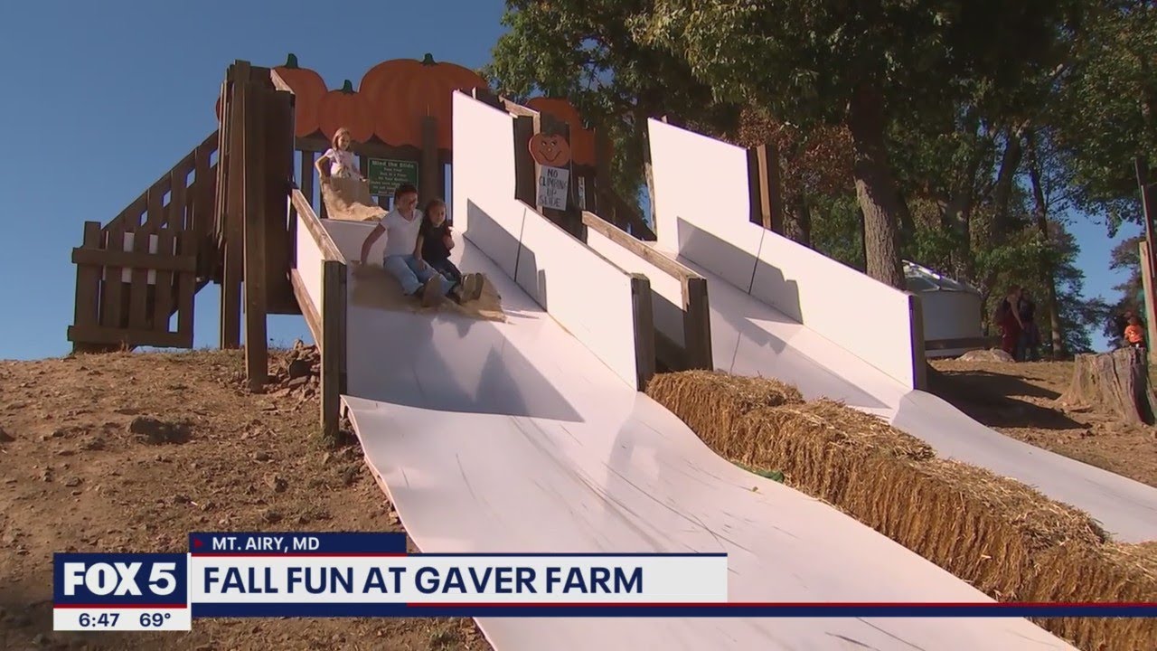 Checking out the fun Fall activities at Gaver Farm | FOX 5 DC - YouTube