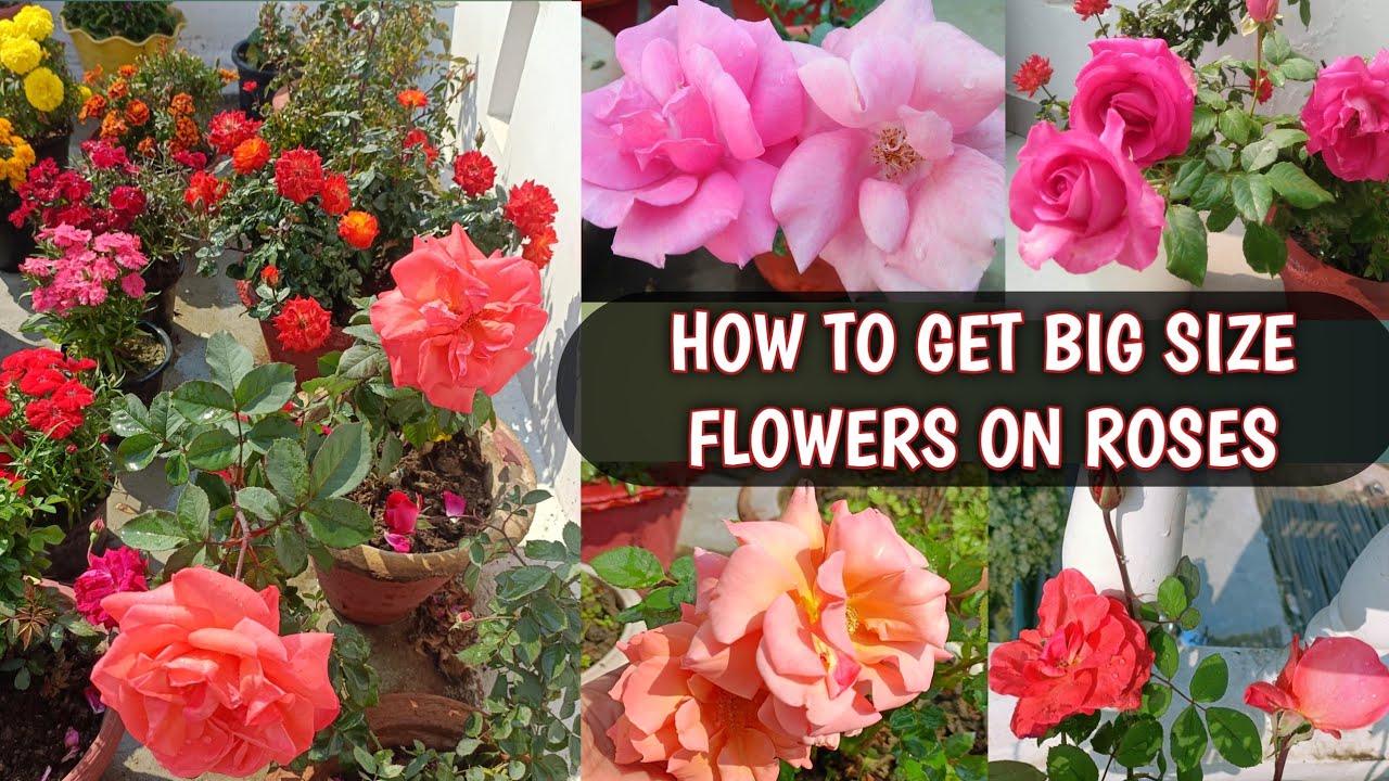 HOW TO GET BIG FLOWERS ON ROSES | TIPS TO GET GIANT AND MORE FLOWERS ON ...