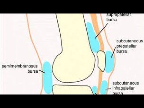 bursa around knee joint with mnemonics - YouTube