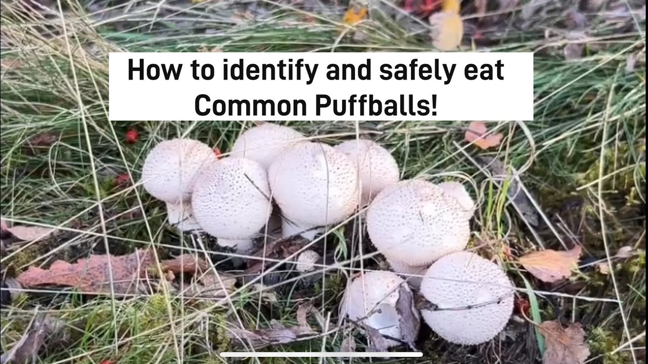 How to identify and safely eat the Common Puffball - YouTube