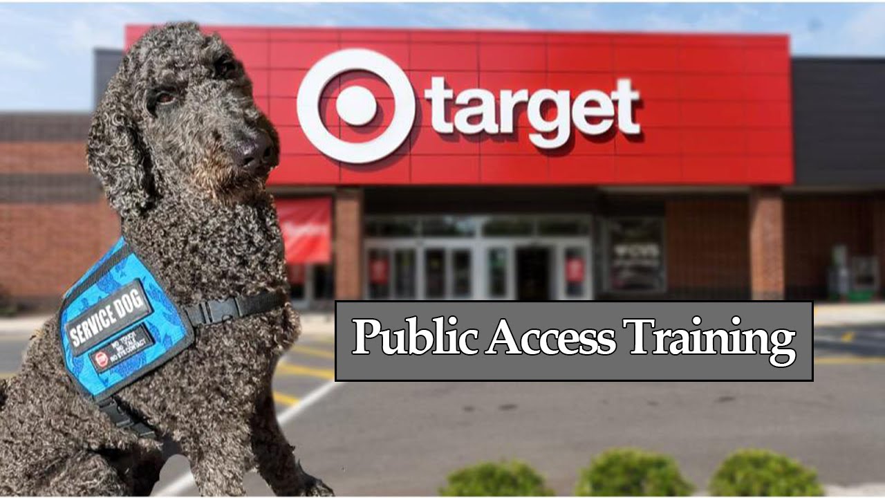 Public Access Training in Target #servicedog #dog #puppy - YouTube