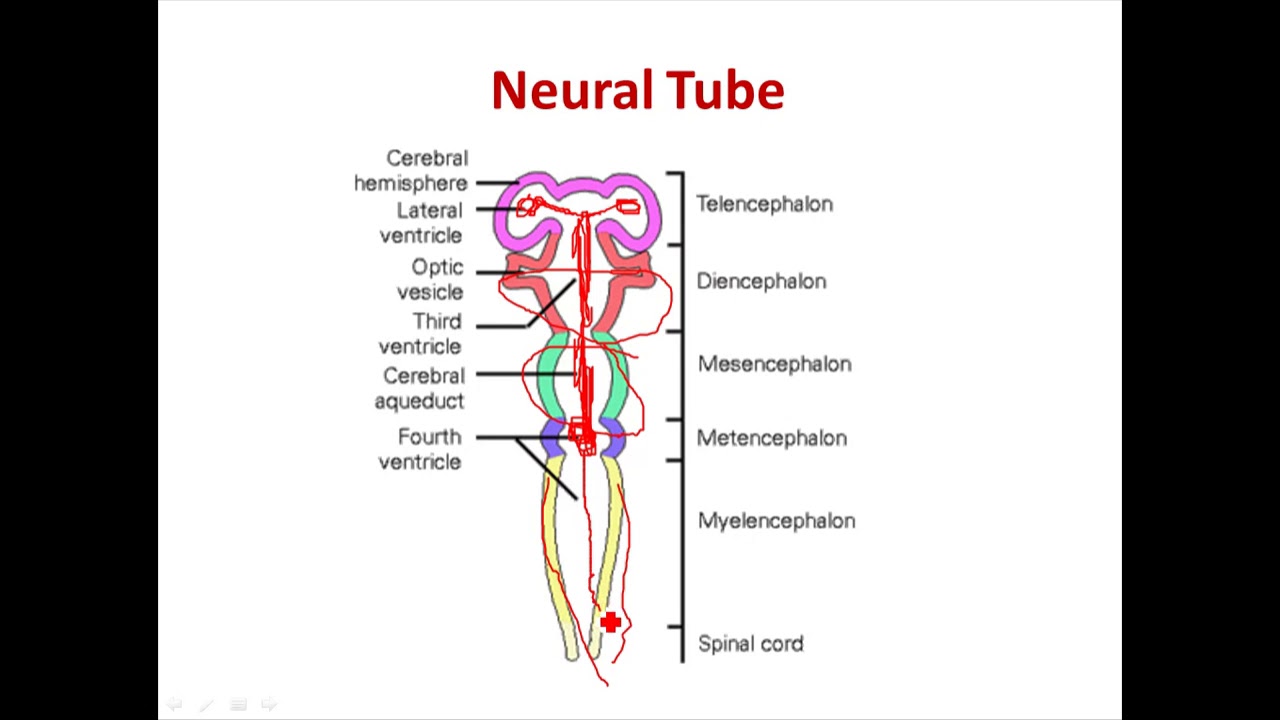 Development of The CNS Embryology - YouTube