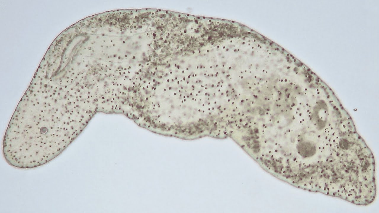 Filo Xenacoelomorpha e uma Introdução à Nephrozoa. - YouTube
