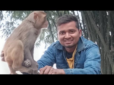 monkey ke viral funny video trending monkey bandar monkey bandar monkey video viral funny ...