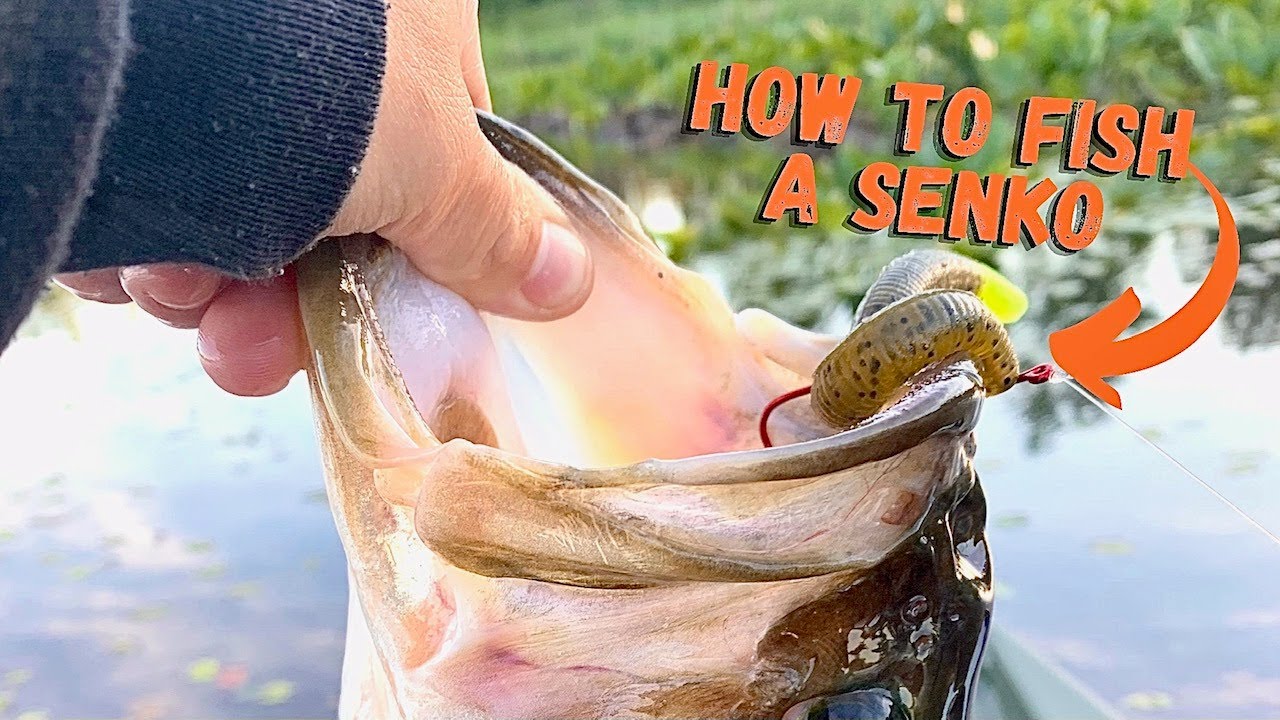 How to fish weightless SENKOS for shallow BASS - YouTube