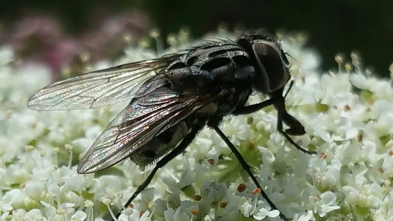 Graphomya maculata - YouTube