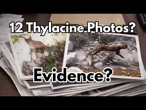 Mainland Thylacine Evidence?  You Decide