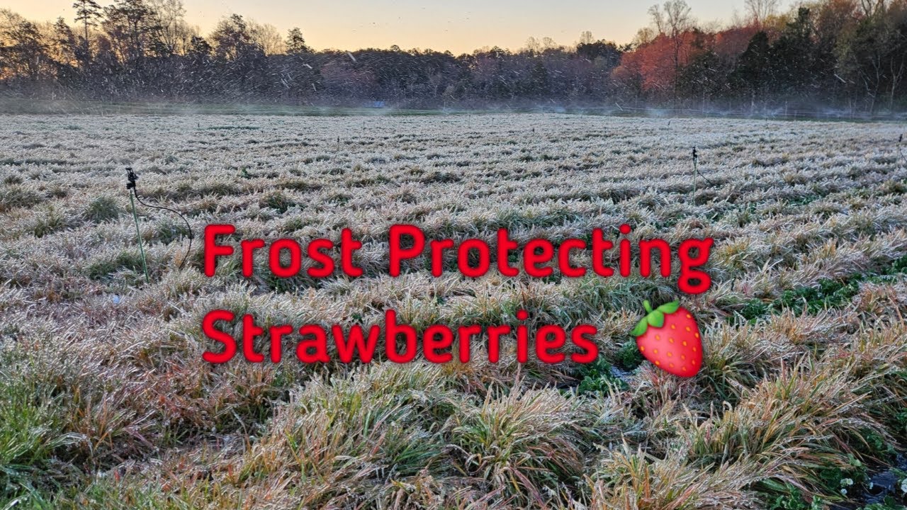 Frost Protecting Our Strawberry Crop With Overhead Irrigation - YouTube