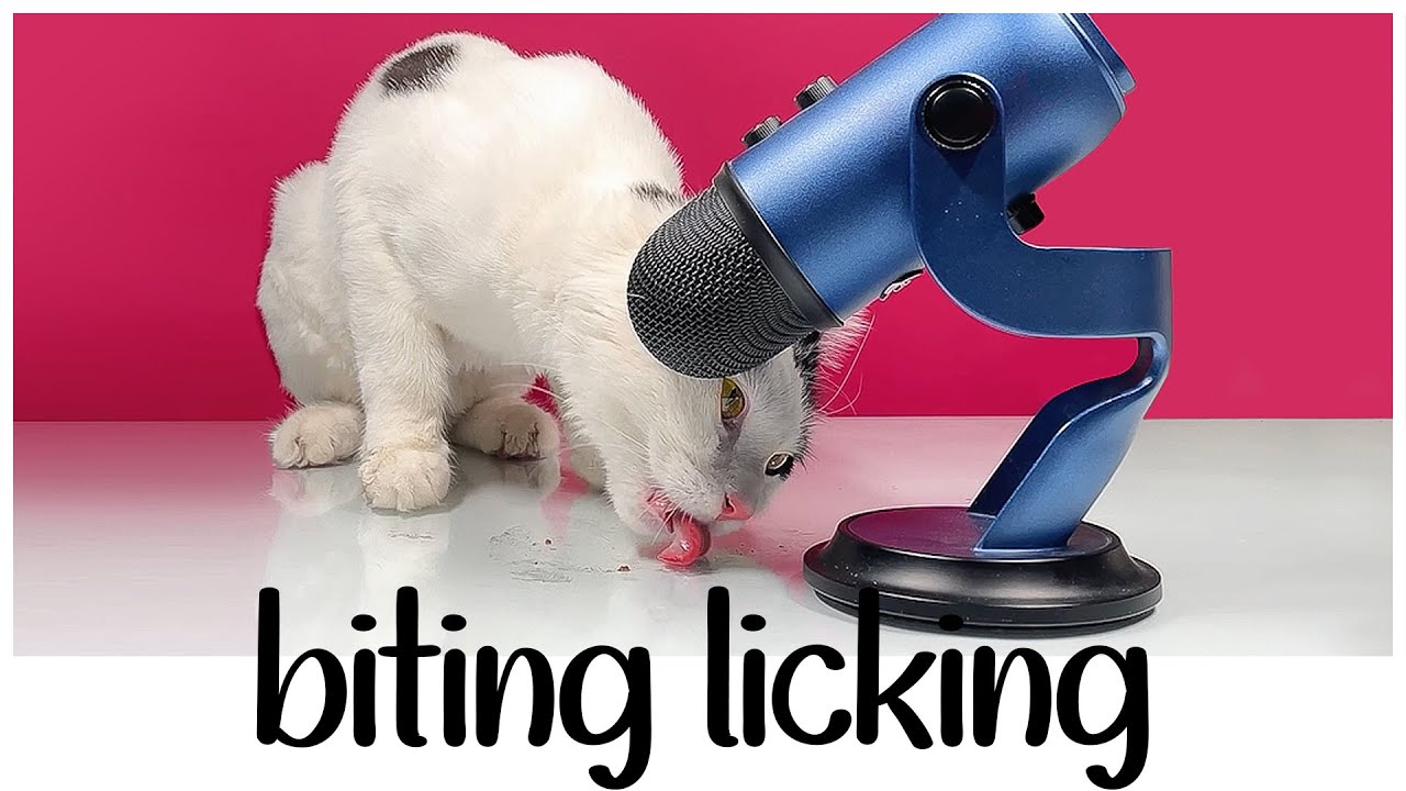 cat eating asmr | cat eating wet food asmr | cat biting & licking asmr ...
