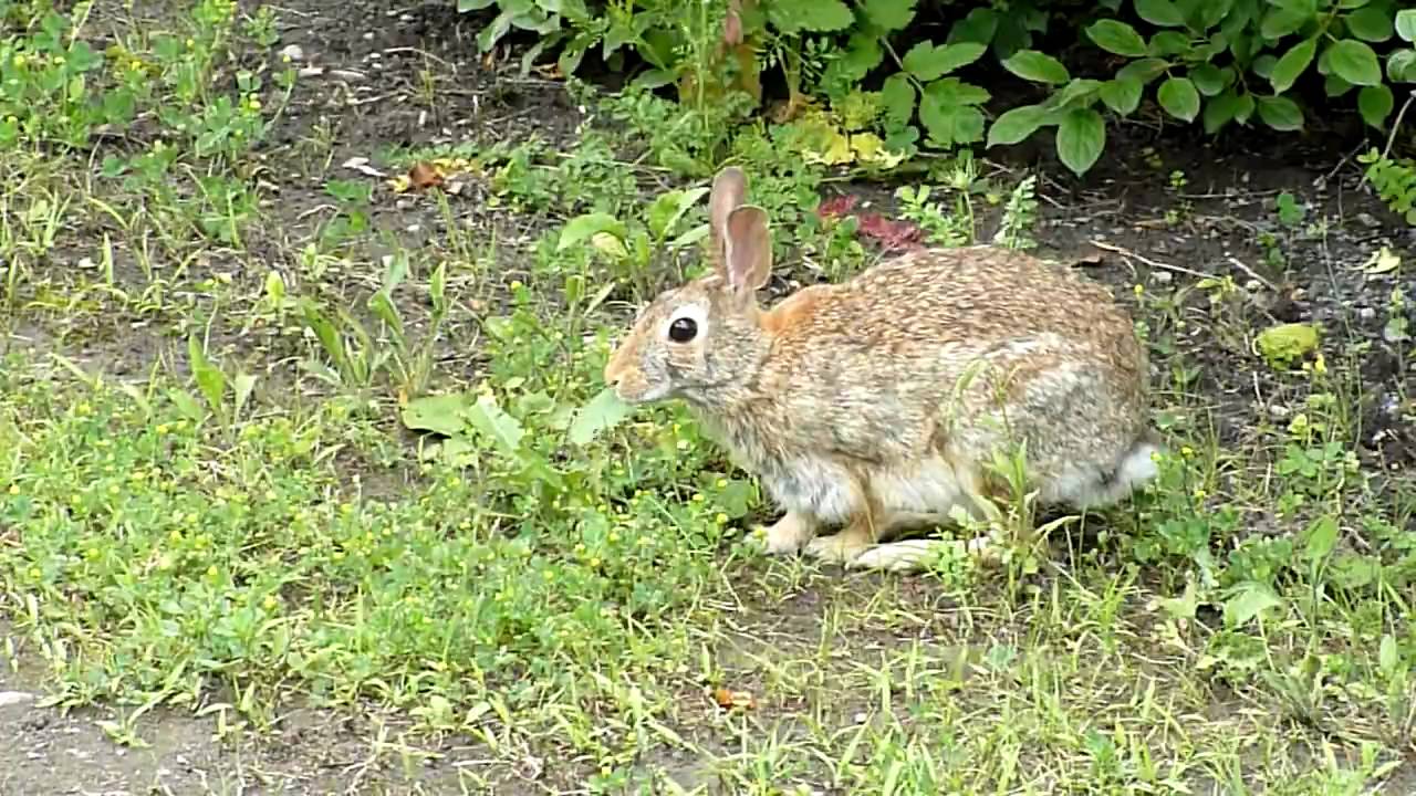 Panasonic Lumix DMC-ZS3 video text: zoom on a rabbit - YouTube