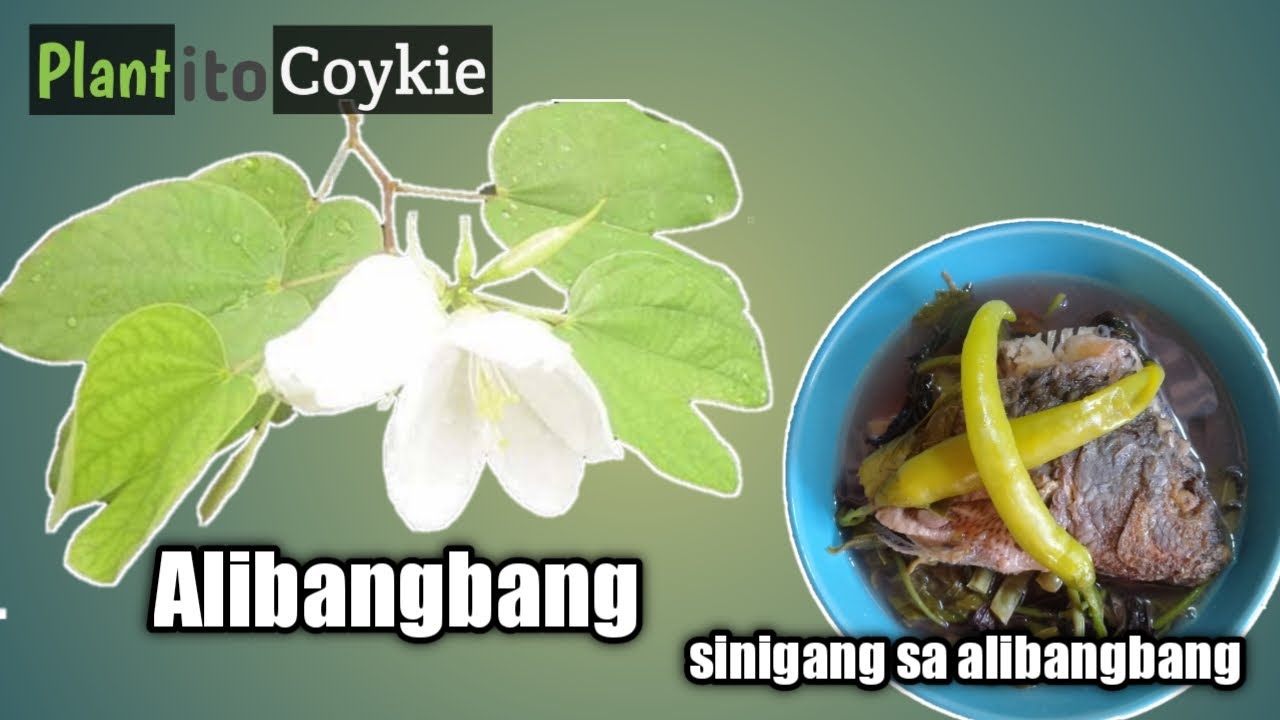 Alibangbang leaves - Philippine native tree - sinigang sa alibangbang # ...