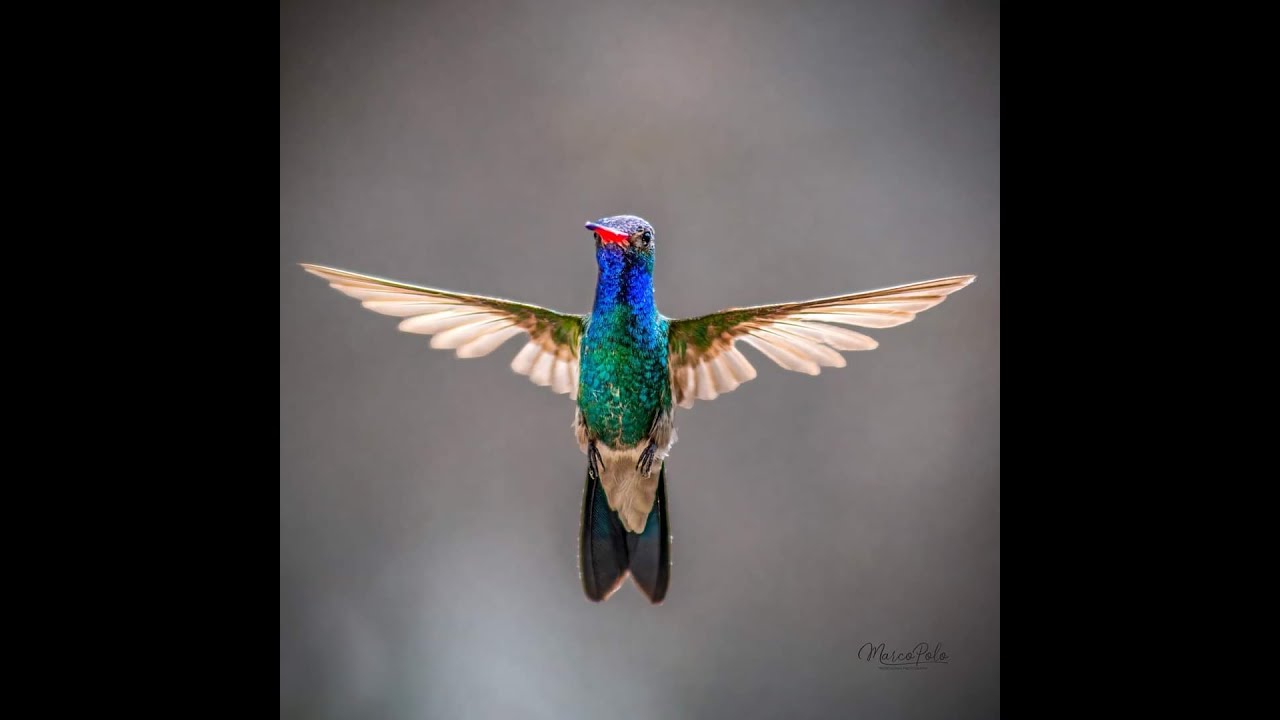 Reflexión 36 Sueño y Realidad - YouTube