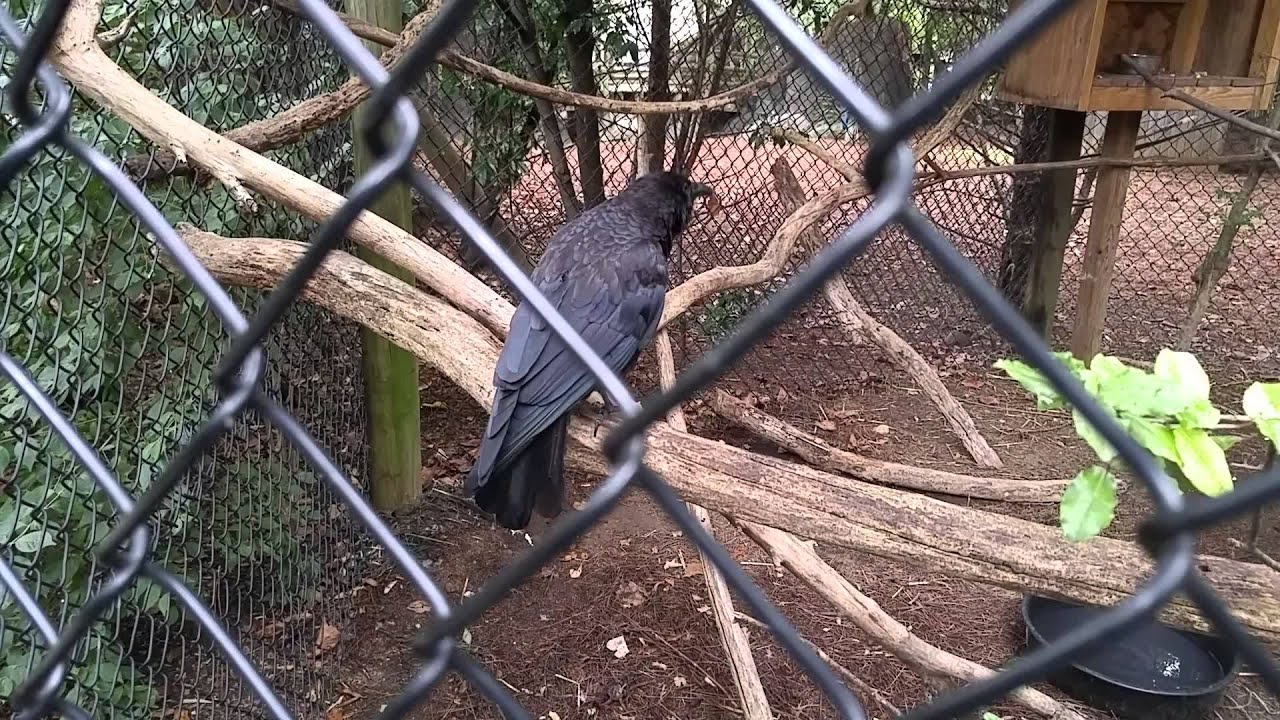Talking Crow at Chattanooga Zoo in Tennessee - YouTube