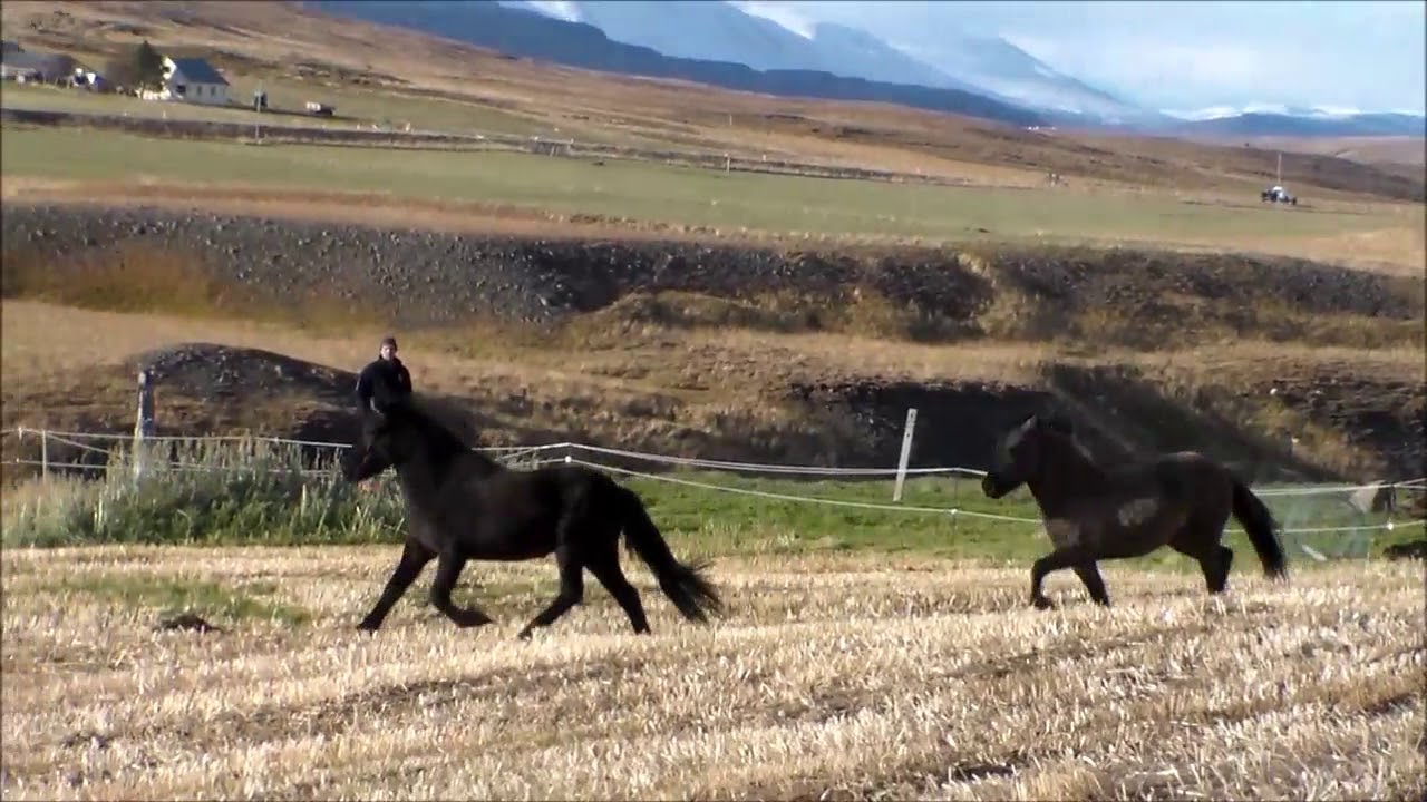 Kolbrá & Gríma - YouTube