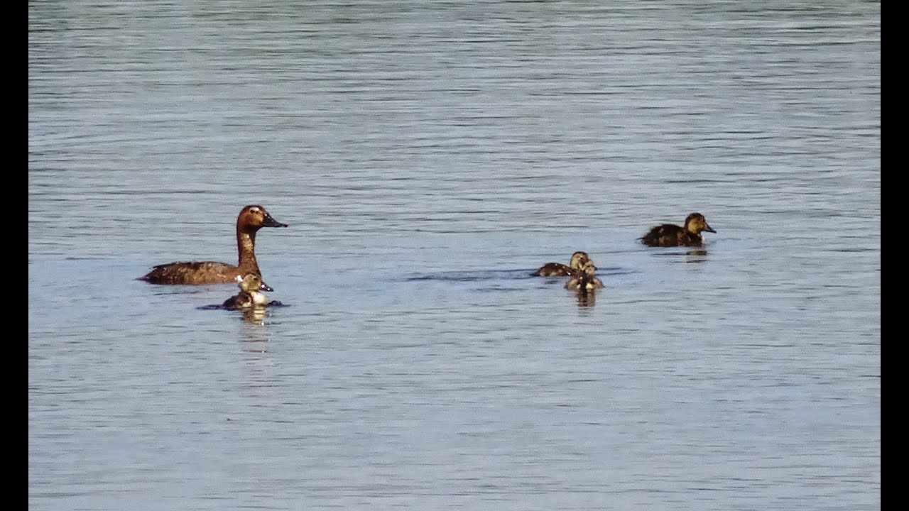 Boboci de rata cu cap castaniu - Common pochard ducklings - YouTube