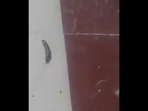 Amazing insect jok - YouTube