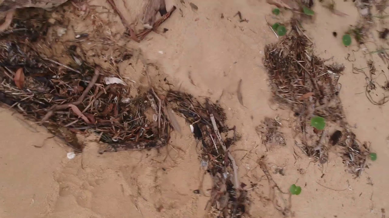 Potonga Australia Day Week End - YouTube